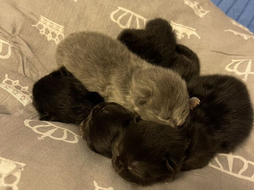 Шотландские котята