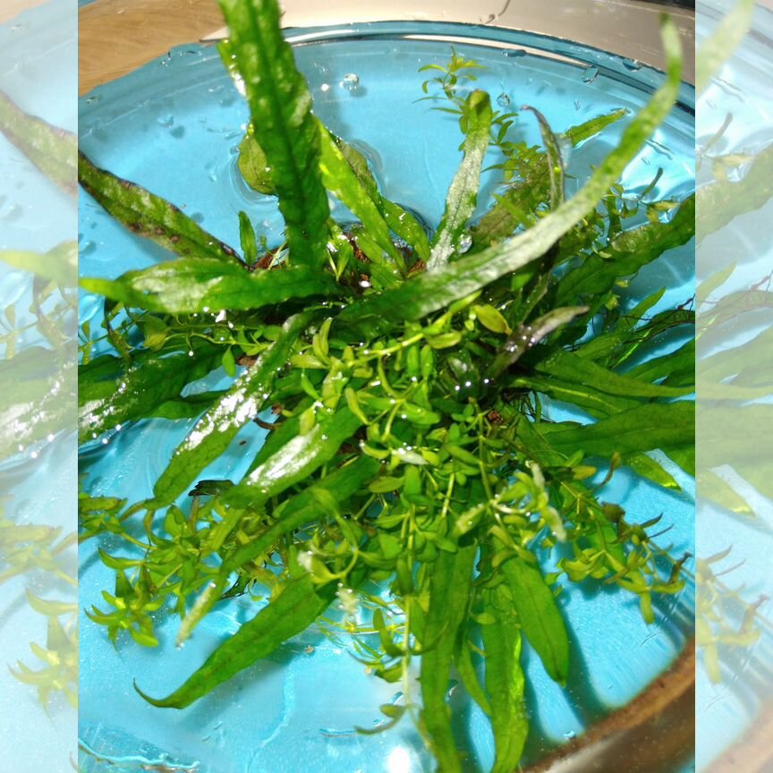 Кочка (вулканическая лава) с живыми растениями