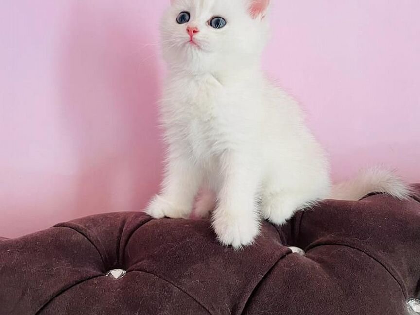 Котенок британской шиншиллы