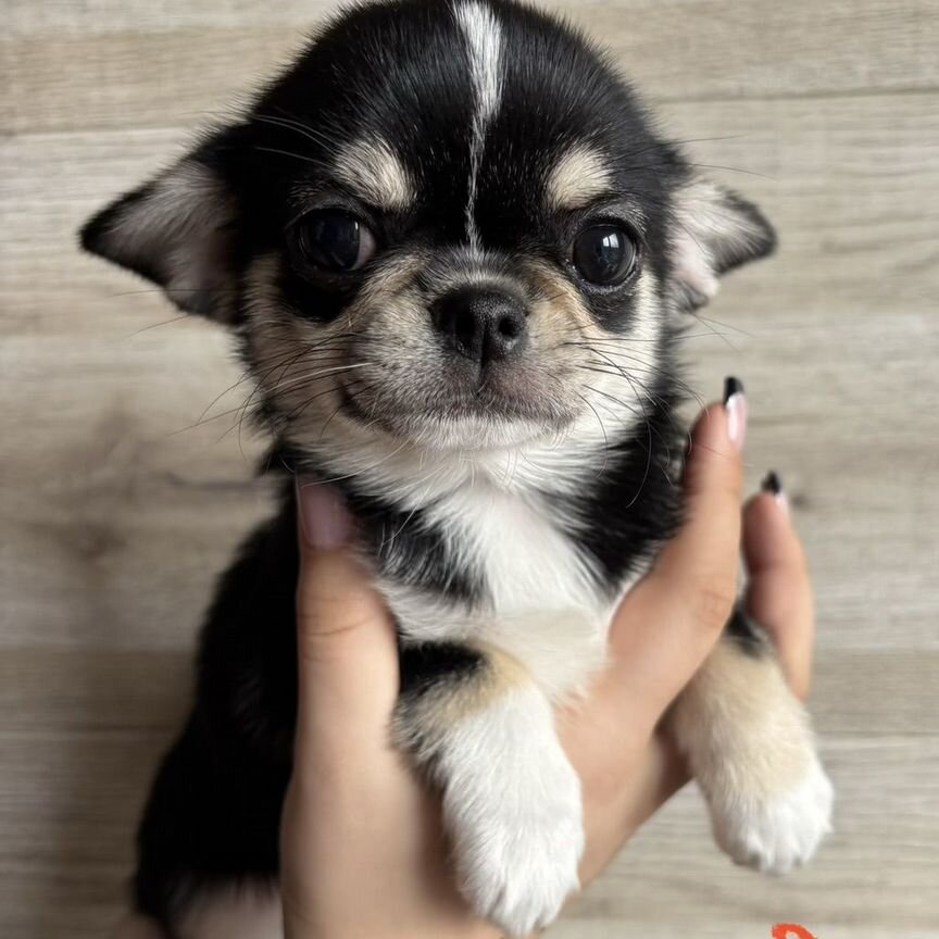 Чихуахуа, щенок