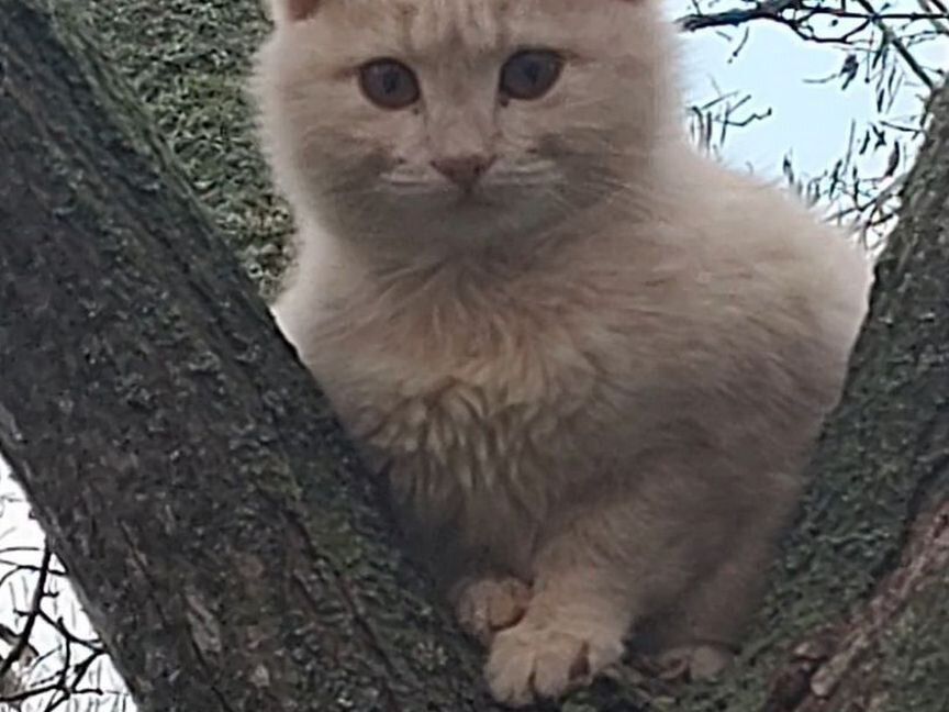 Котик Ангорской породы