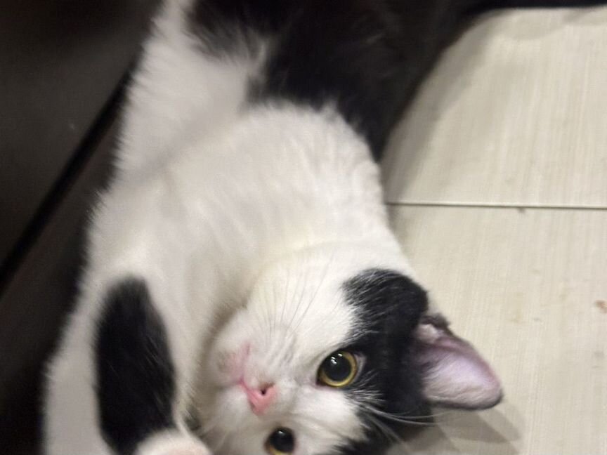 Котенок подросток