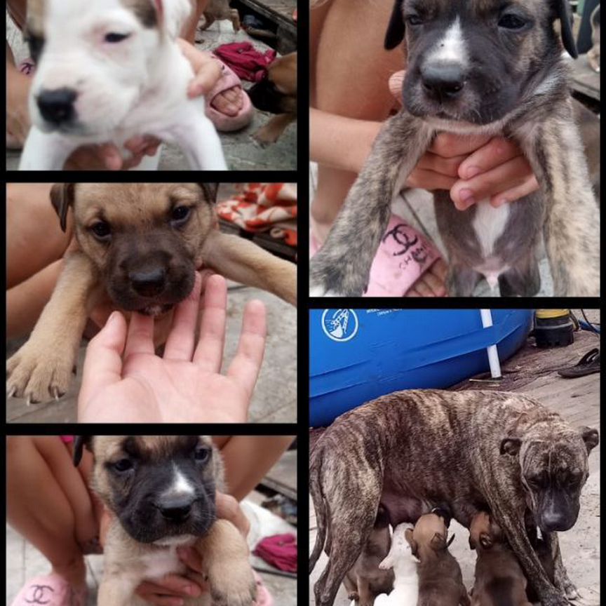 Щенки стафа