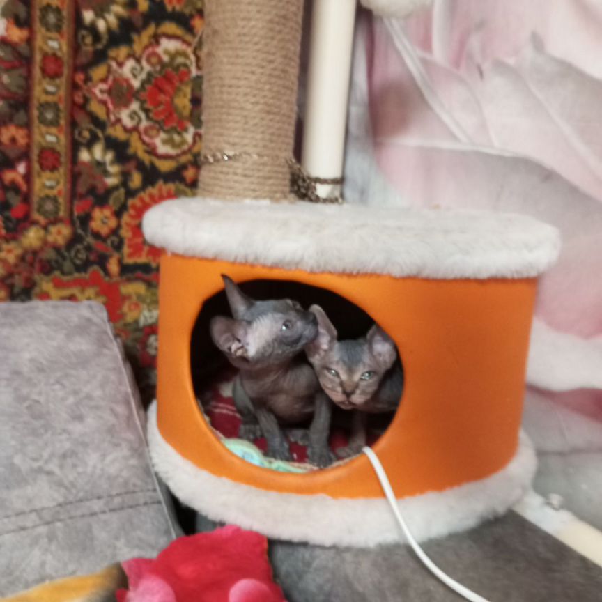 Канадский сфинкс -котята