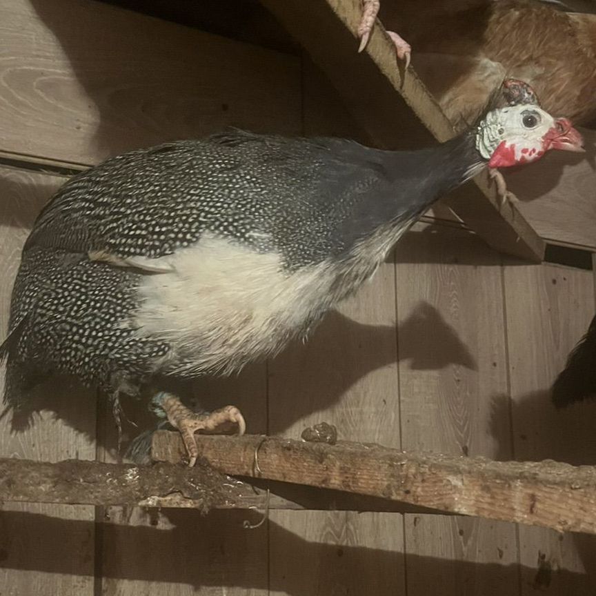 Курица цацарка