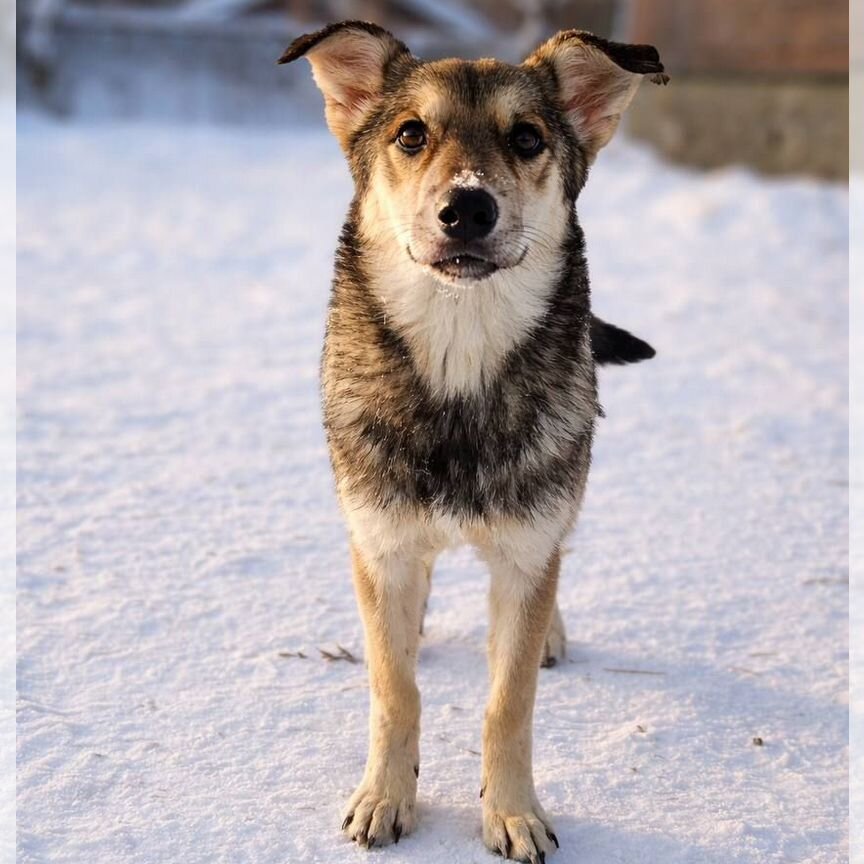 Щенок в добрые руки