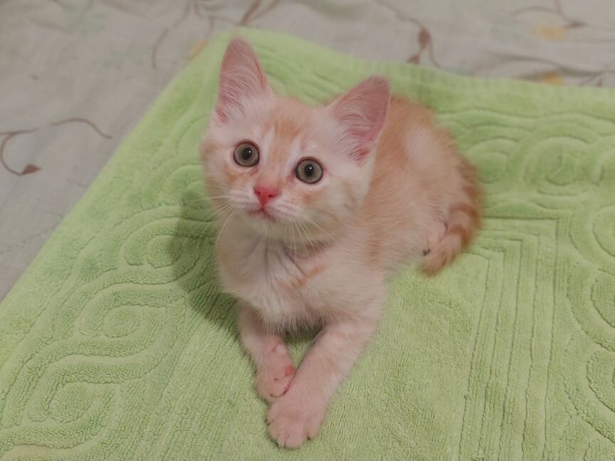 Плюшевый Персик (1,5 мес)