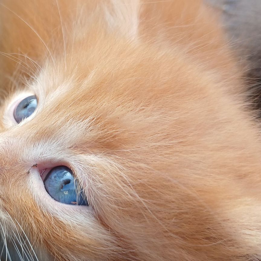 Рыженький котёнок ищет хозяина