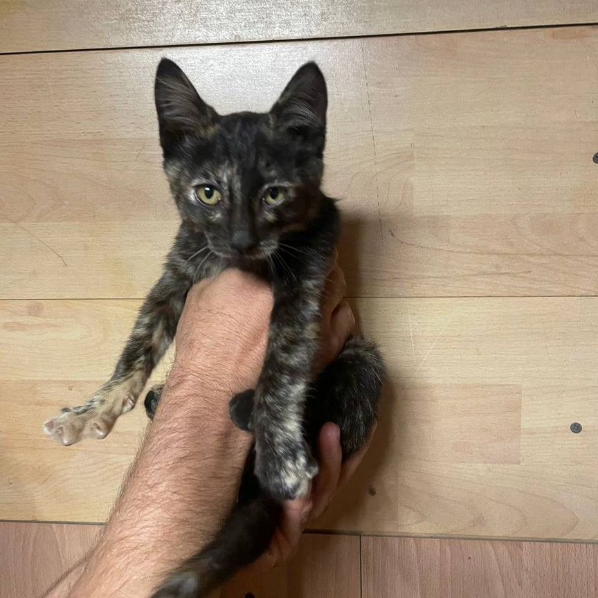 Котенок в добрые руки