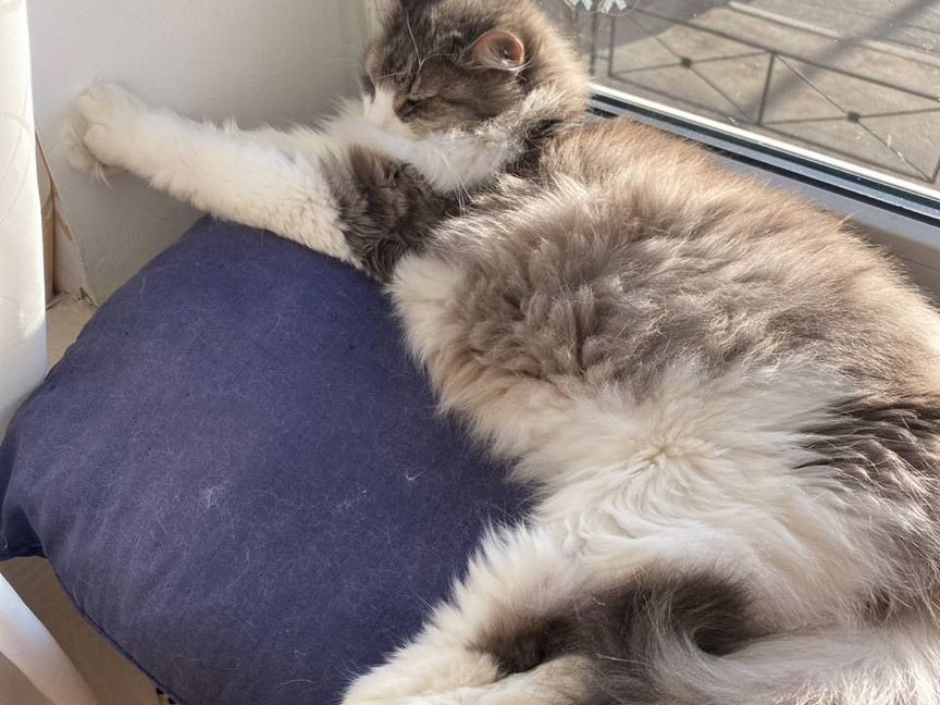 Сибирская кошка