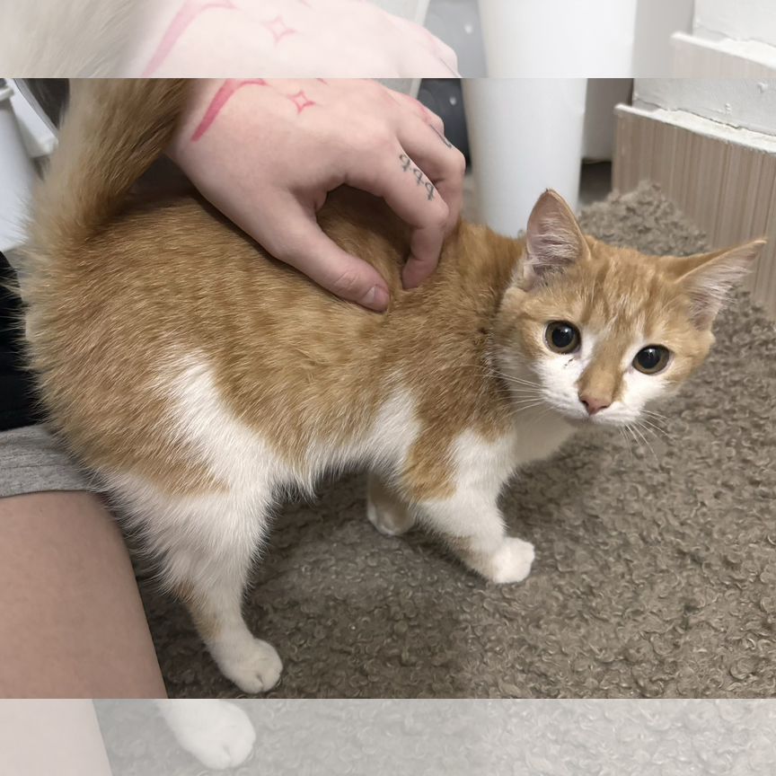 Котёнок в добрые руки