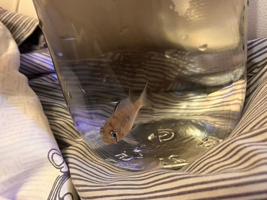 Рыбка апистограмма