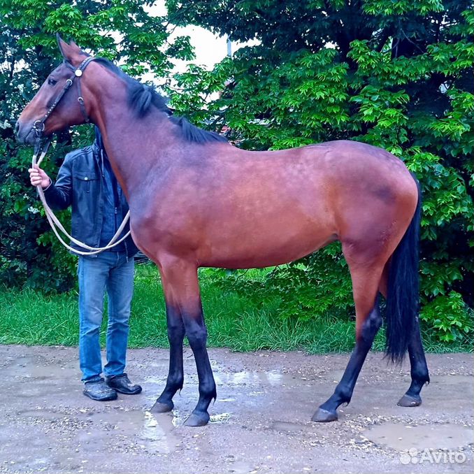 Кобыла 2 года