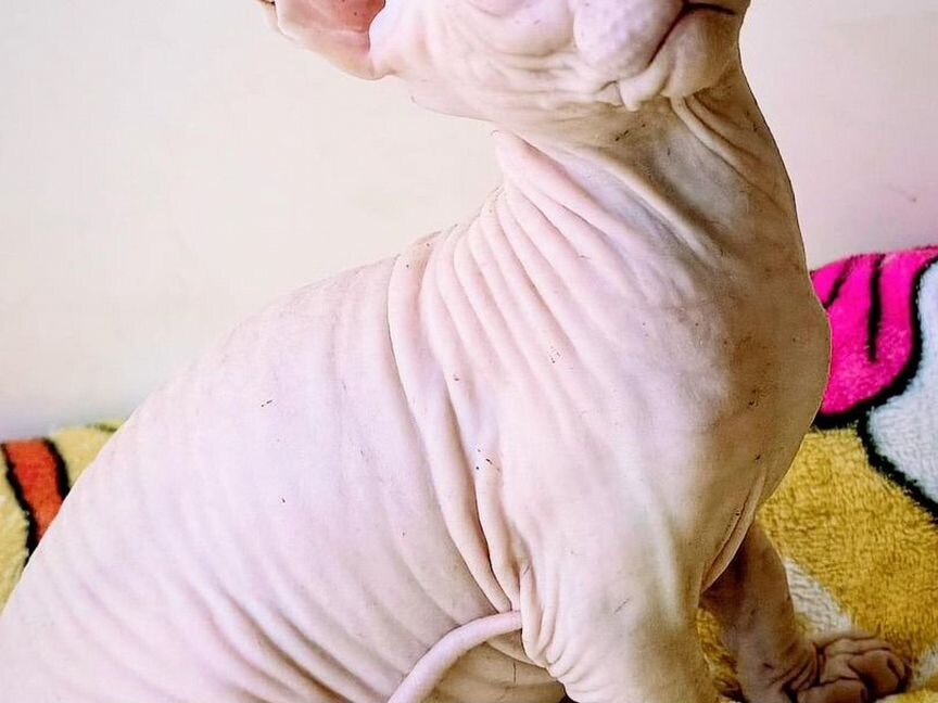 Котик бамбино