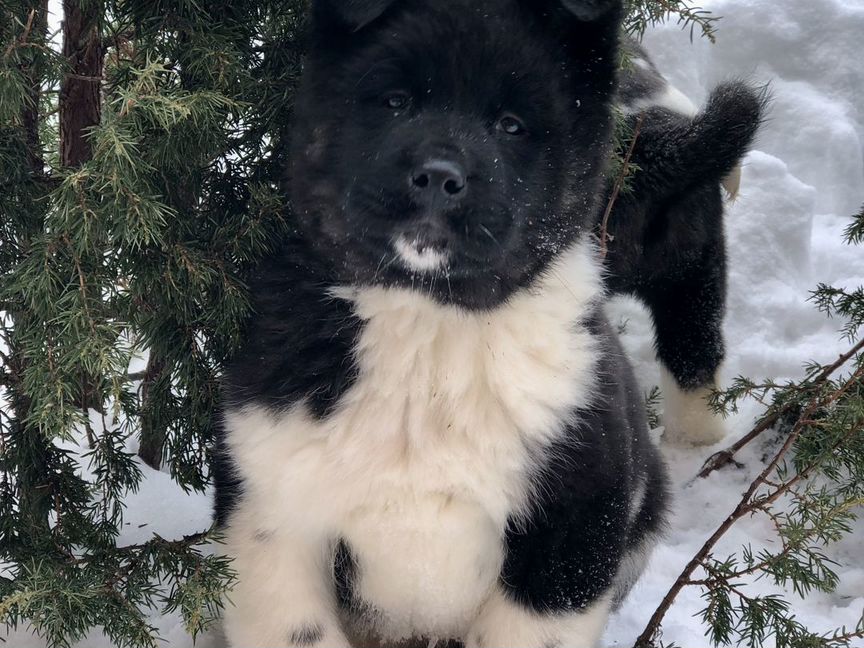 Щенки американской акиты