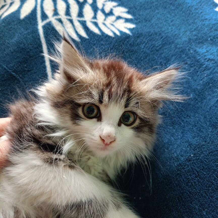 Одам в добрые руки