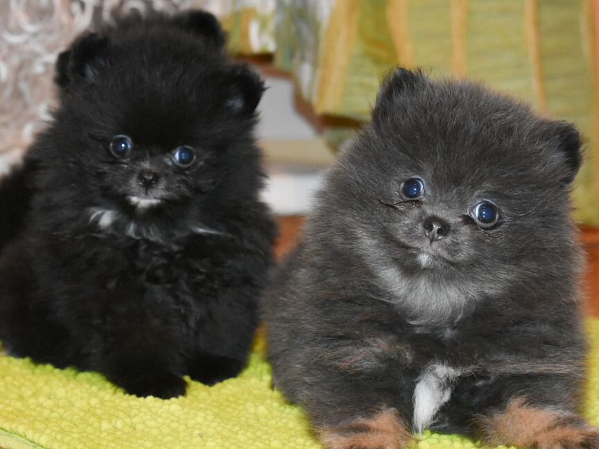 Померанский шпиц,девочки голубого и чёрно-бел окр