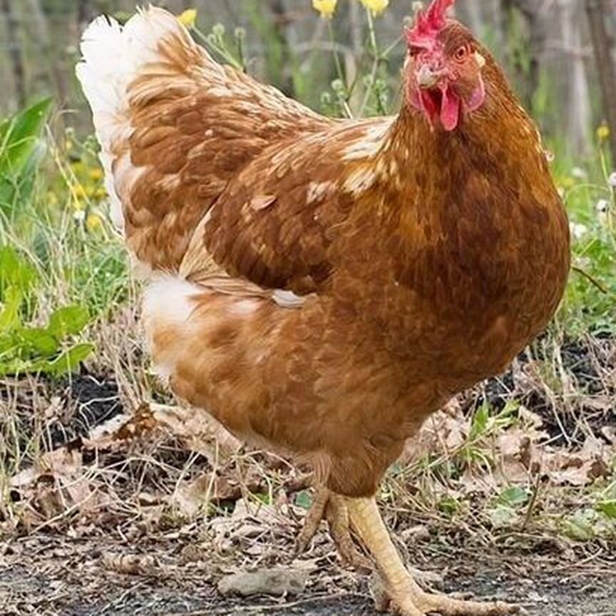 Куры несушки с доставкой