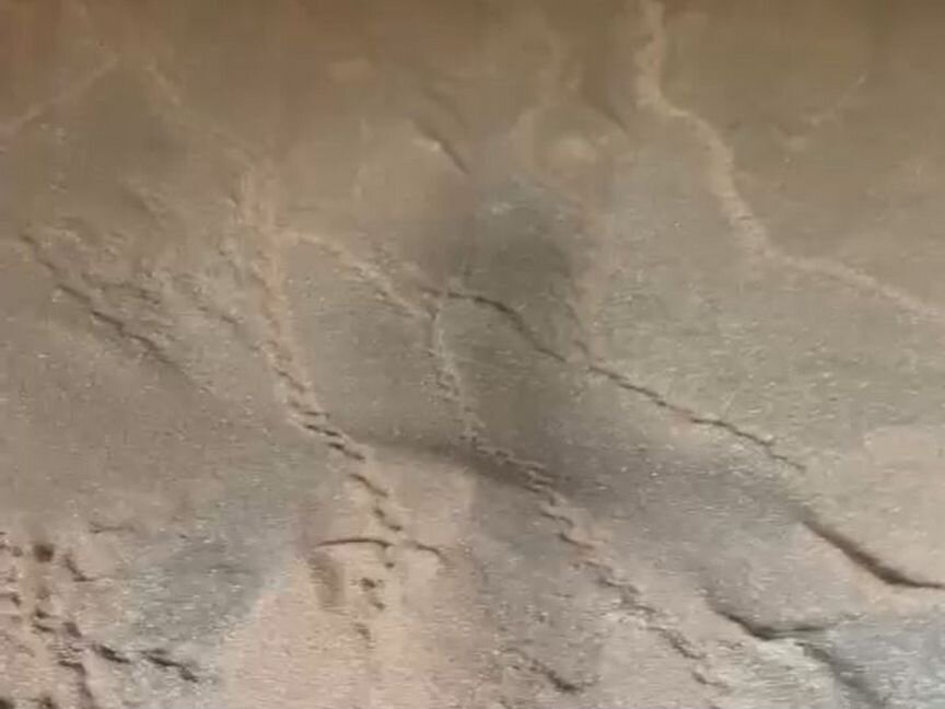 Зерно пшеница оптом