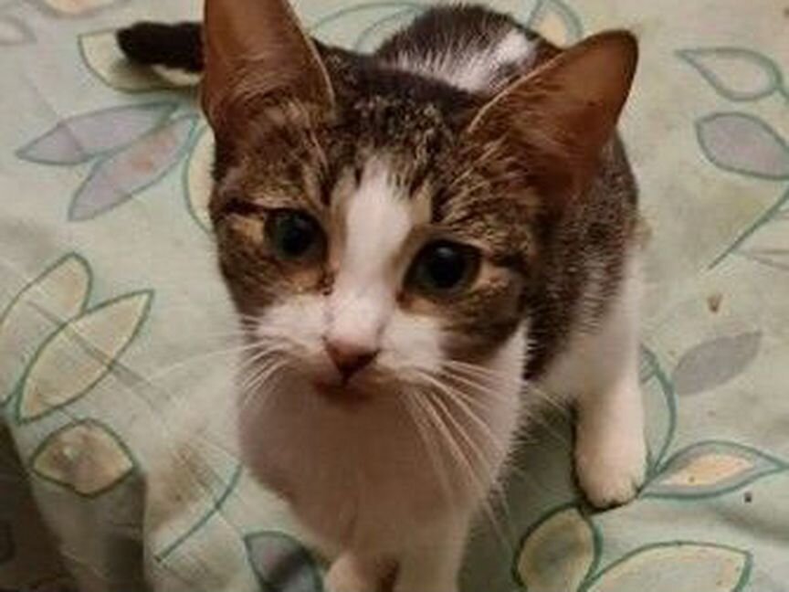 Котёнок 3 месяца девочка