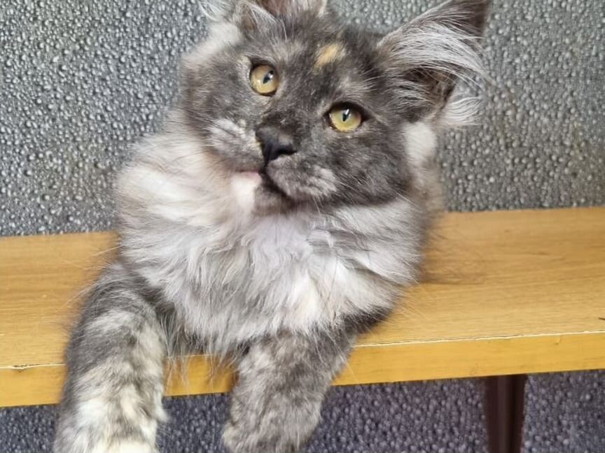 Котята мейн-кун