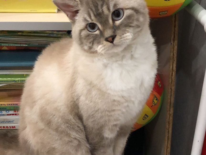 Котик бесплатно