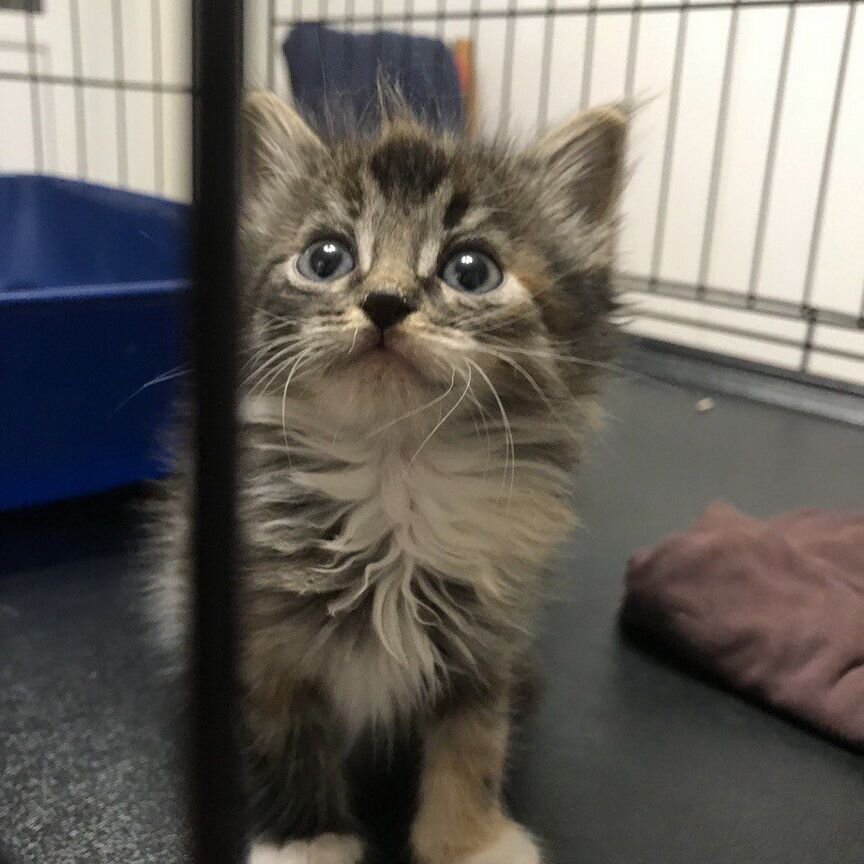 Котенек ищет домик