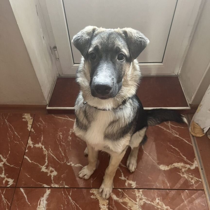 Щенок мальчик бесплатно