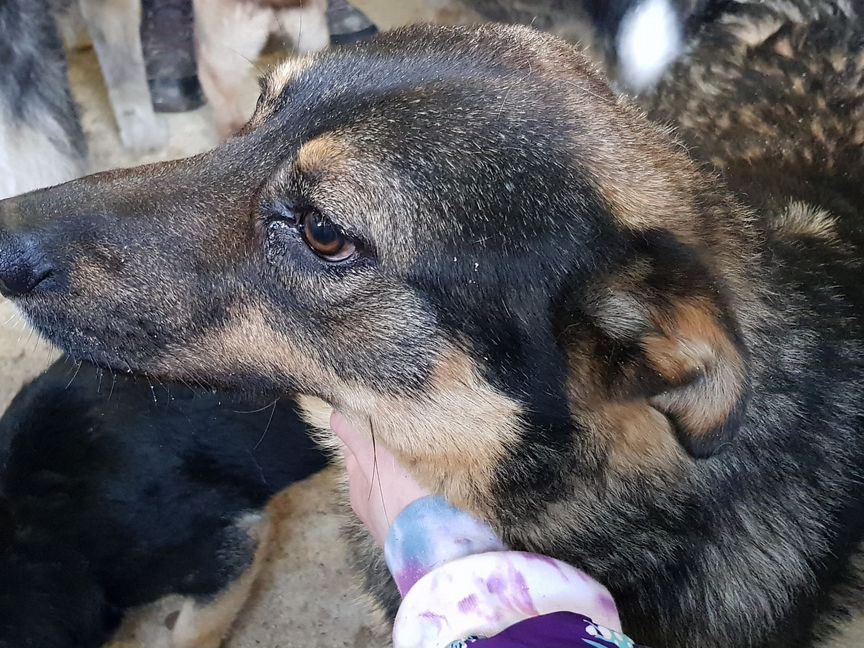 Дворянка необыкновенная ищет дом