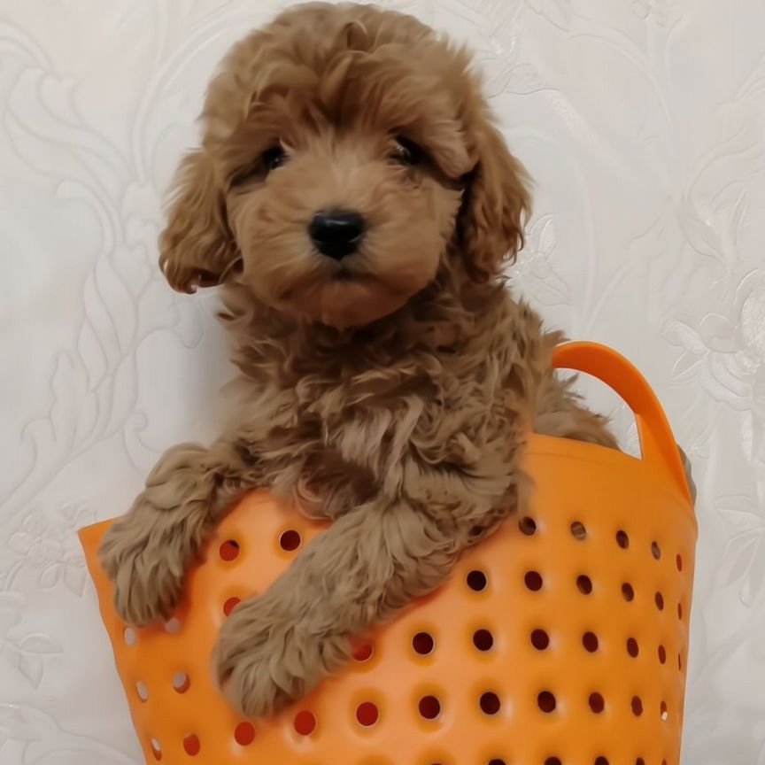 Мальтипу, щенок