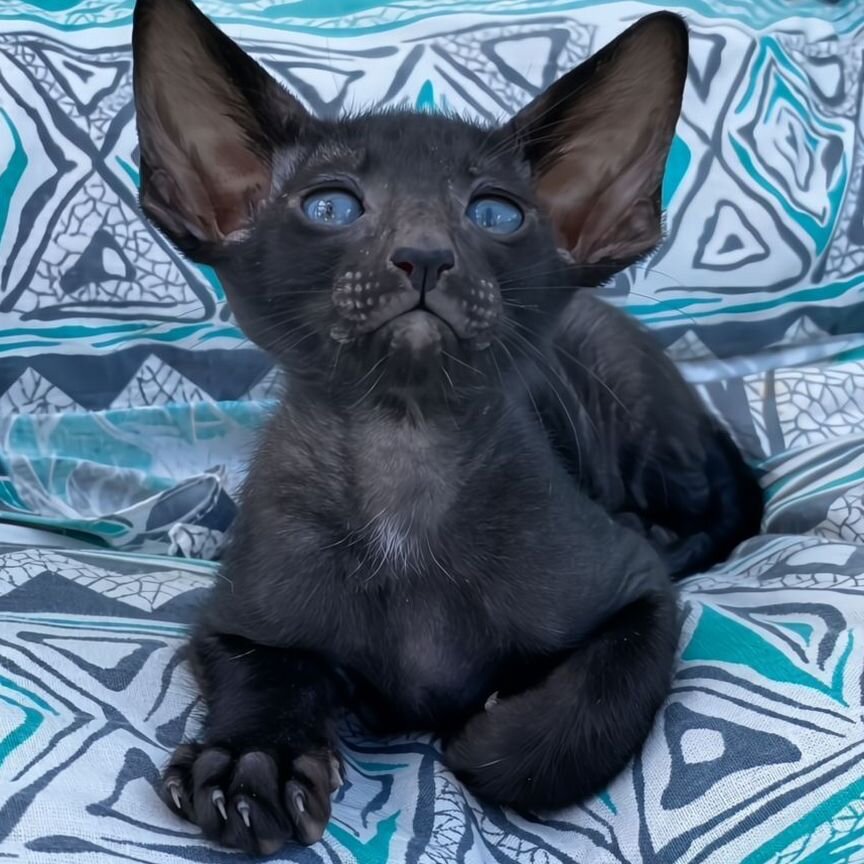 Ориентальный котёнок