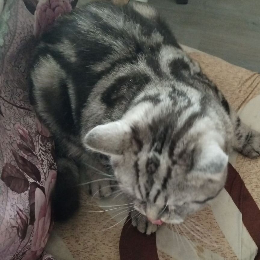 Британский короткошёрстный котёнок