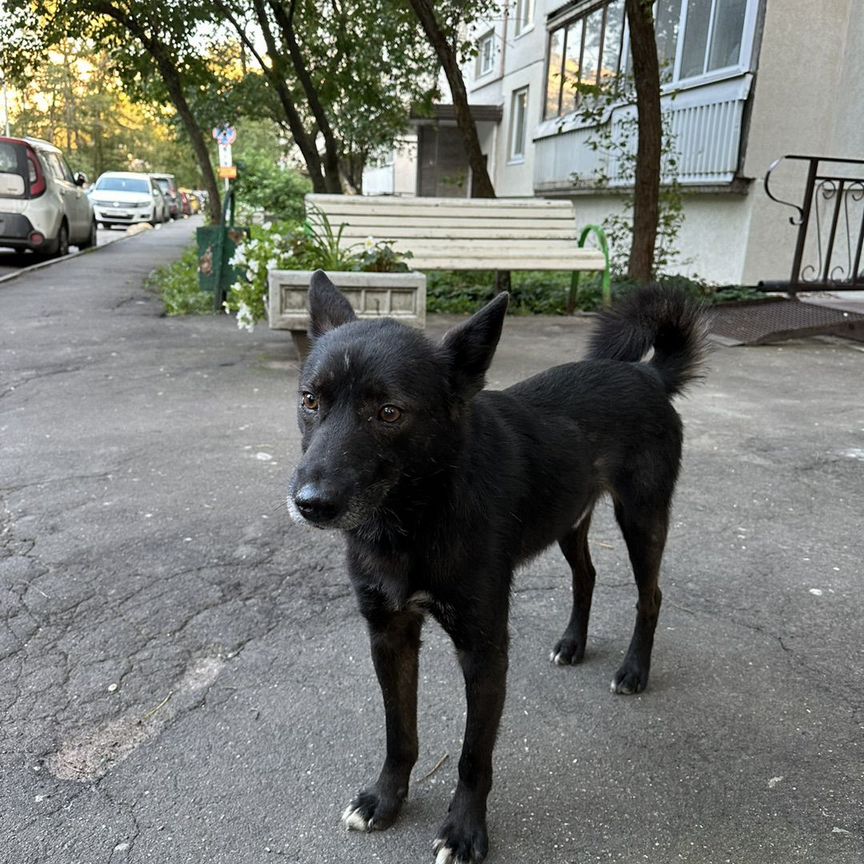 Собачка живет на улице уже давно