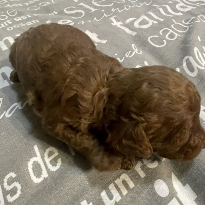 Той-пудель, взрослая собака