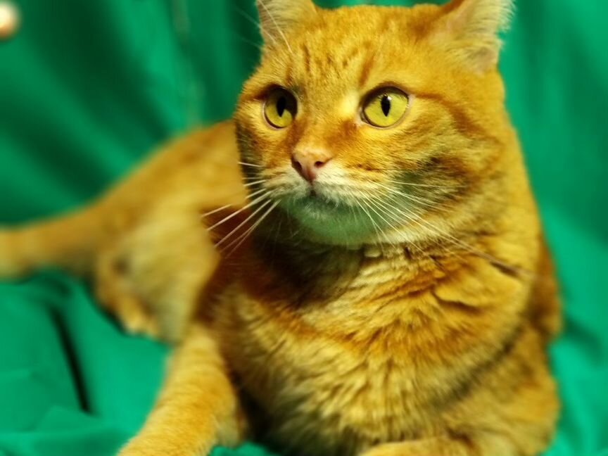 Кот Огонек ищет дом