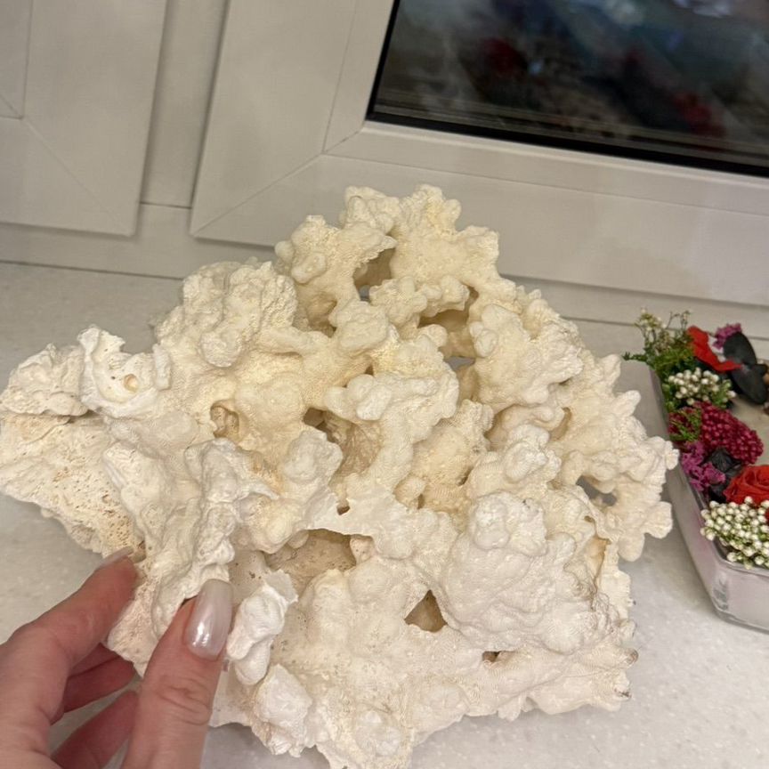 Натуральный коралл