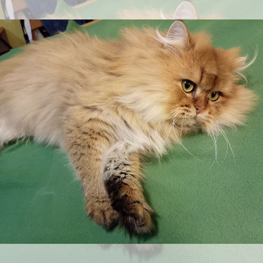 Шотландский прямоухий длинношёрстный, взрослый кот