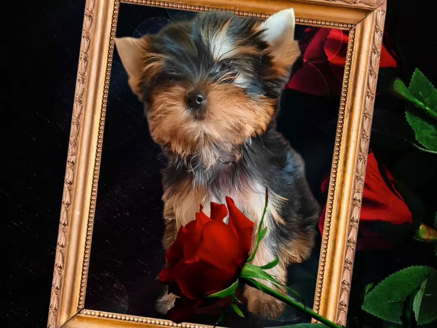 Мини Йорочка с документами РКФ