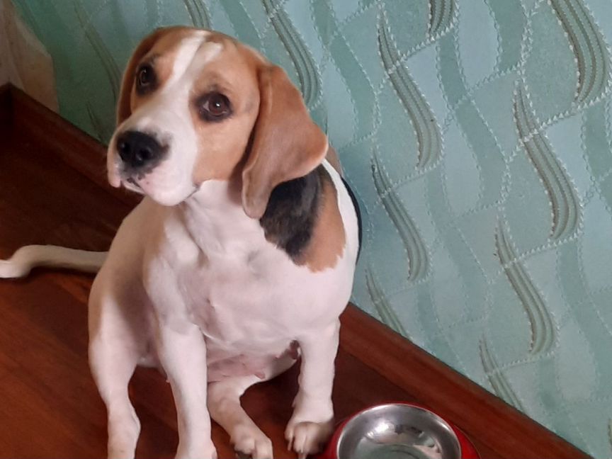 Бигль в добрые руки