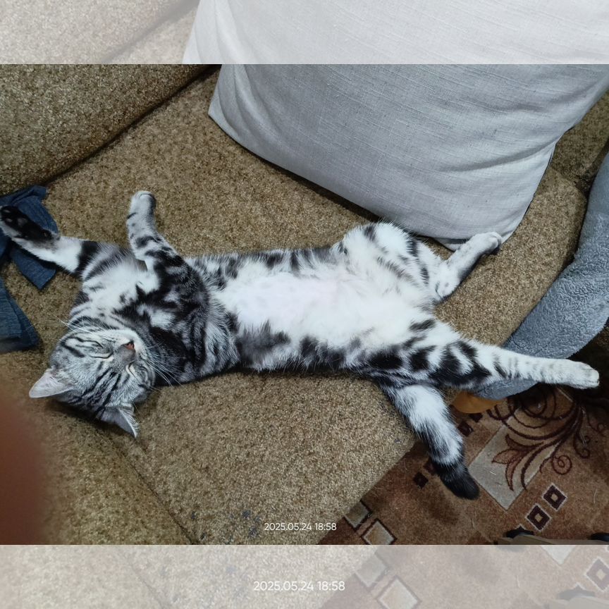 Британские котята бесплатно