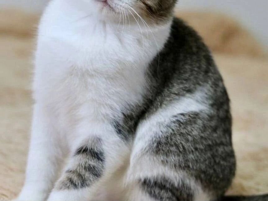 Мотя ищет дом