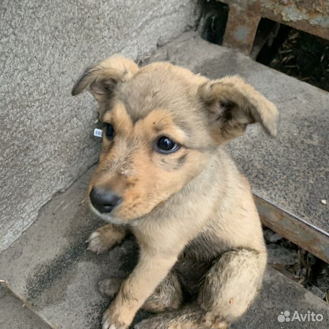 Собака дворняжка Отдам Бесплатно