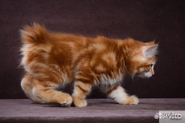 Котенок курильского бобтейла мальчик