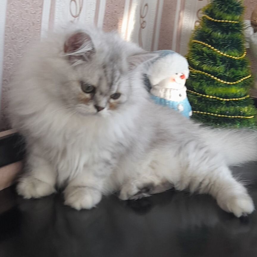 Шотландский вислоухий длинношёрстный котёнок