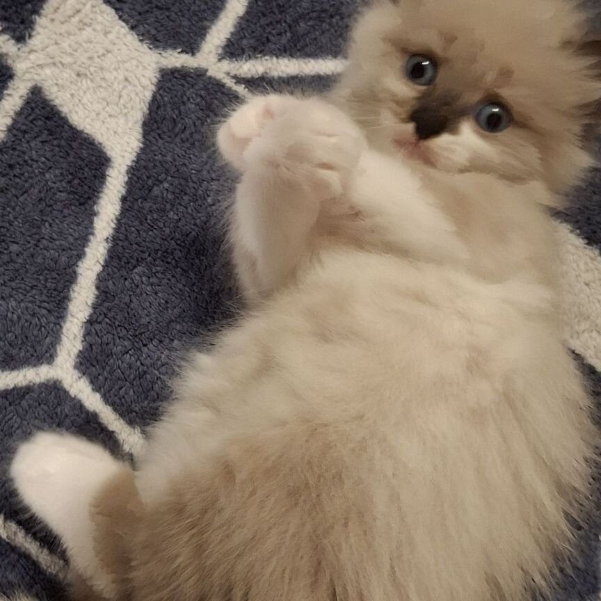 Котята отдам бесплатно девочка