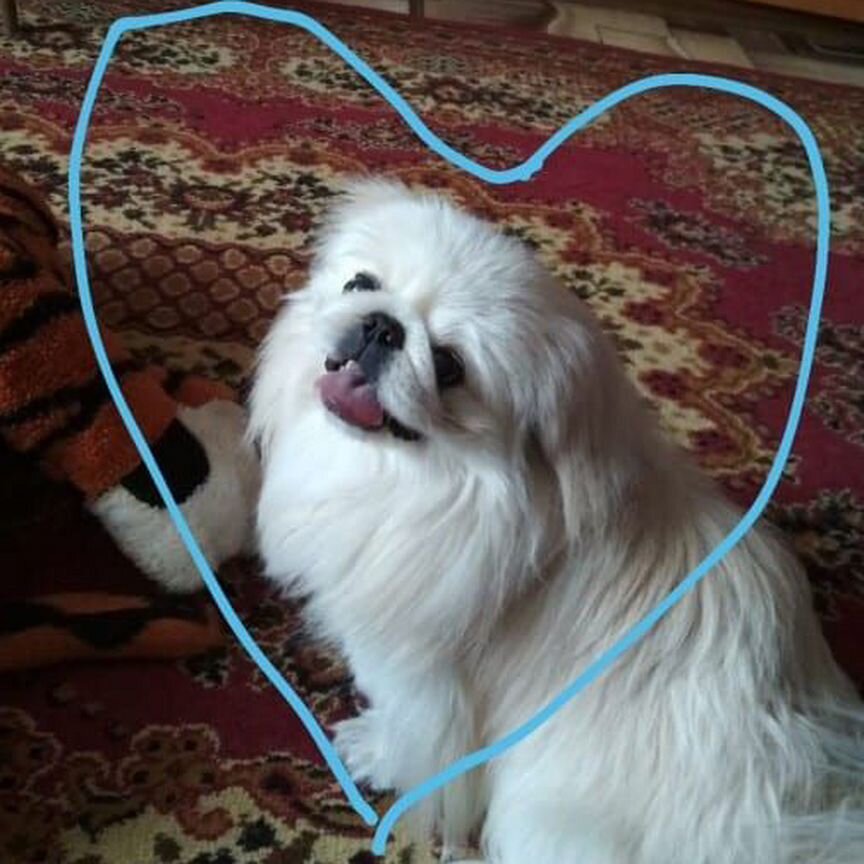 Пекинес мальчик вязка