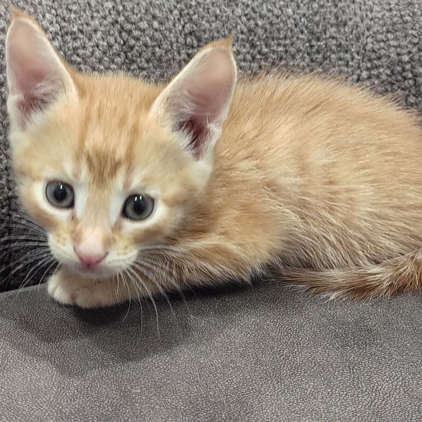 Мейн-кун котёнок