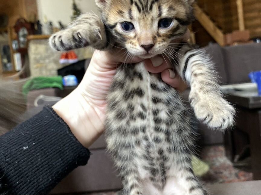 Бенгальские котята