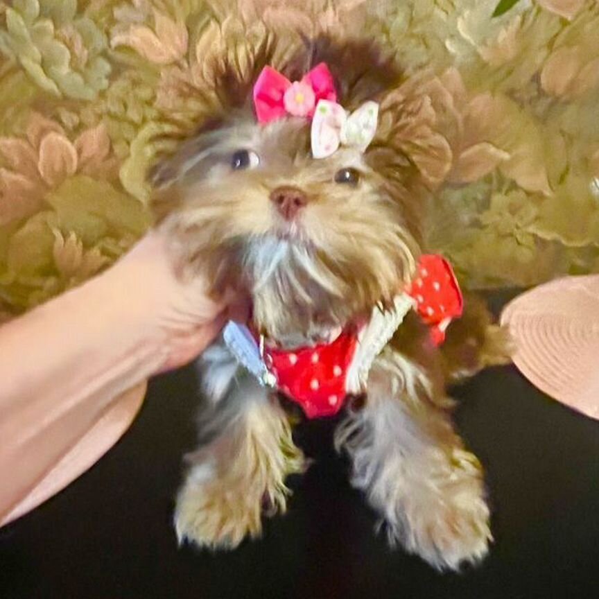 Йоркширский терьер, щенок