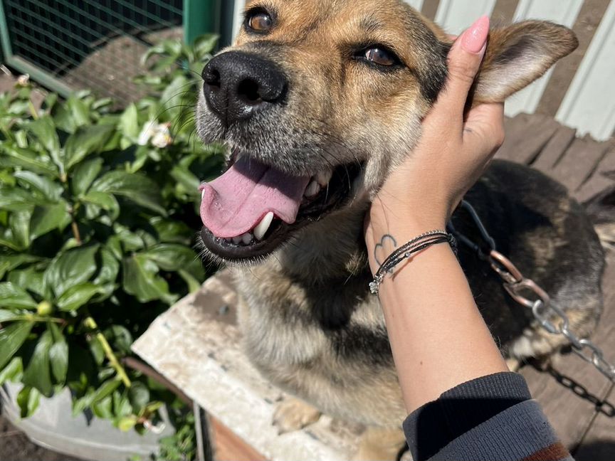 Собака в самые добрые руки